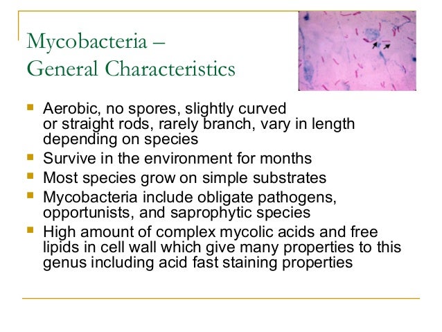 Website mycobacteriology 2017 update