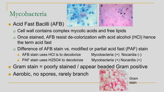 Mycobacteriology Review 2019 | PPT