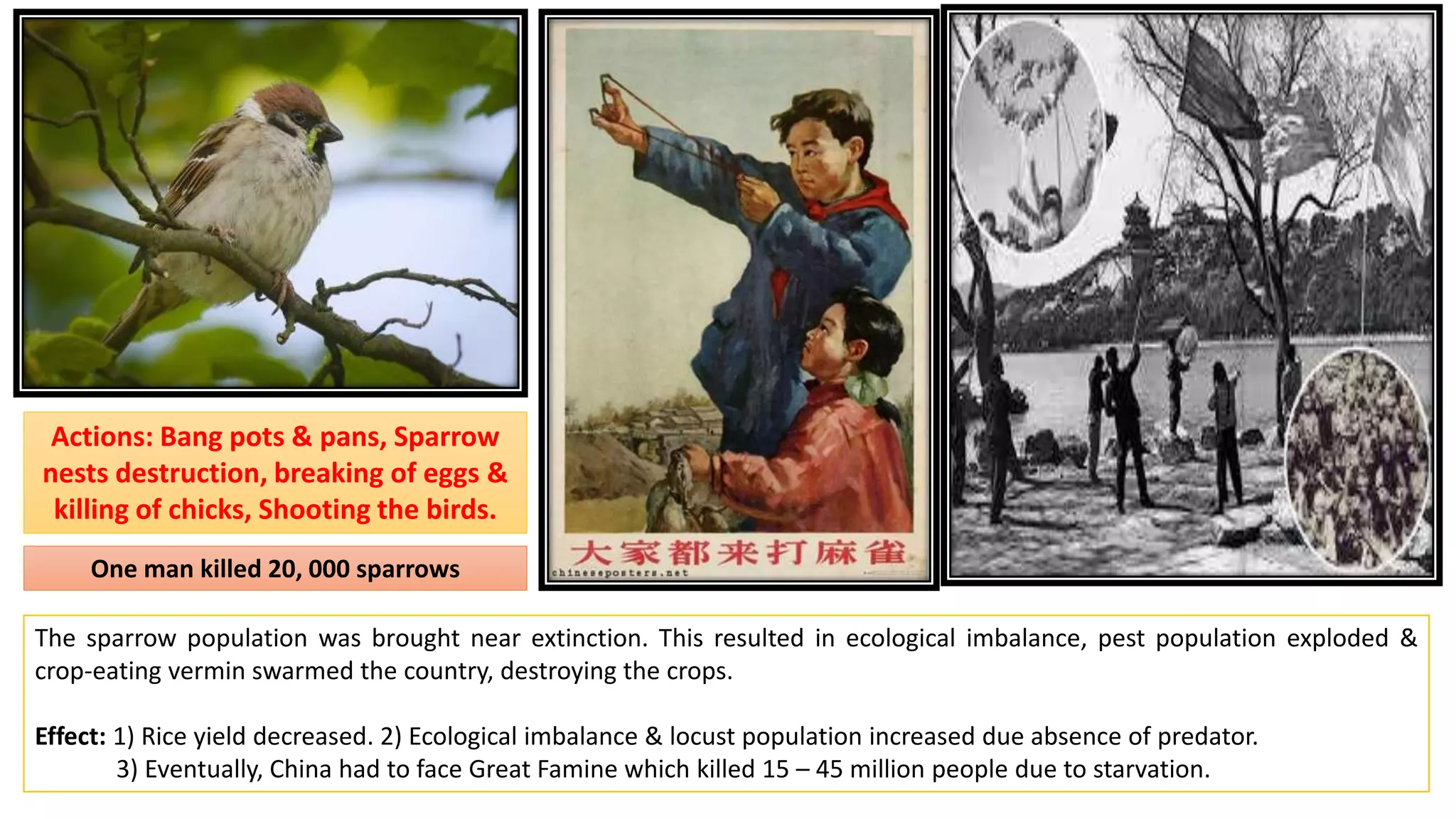 World Environment Day Celebration 2020 - Biodiversity | PPTX