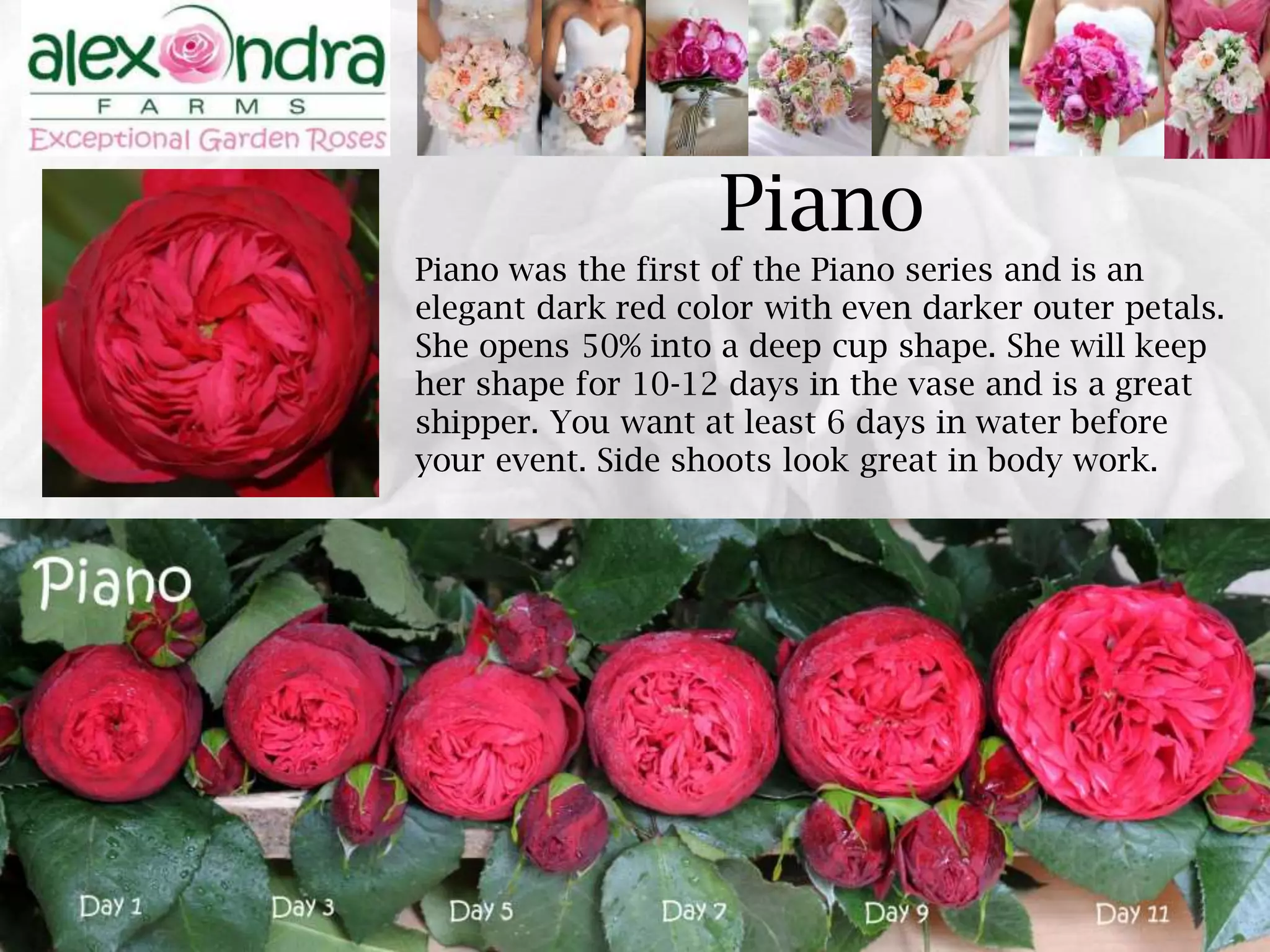 Wedding Garden Rose Guide 2015 | PPT