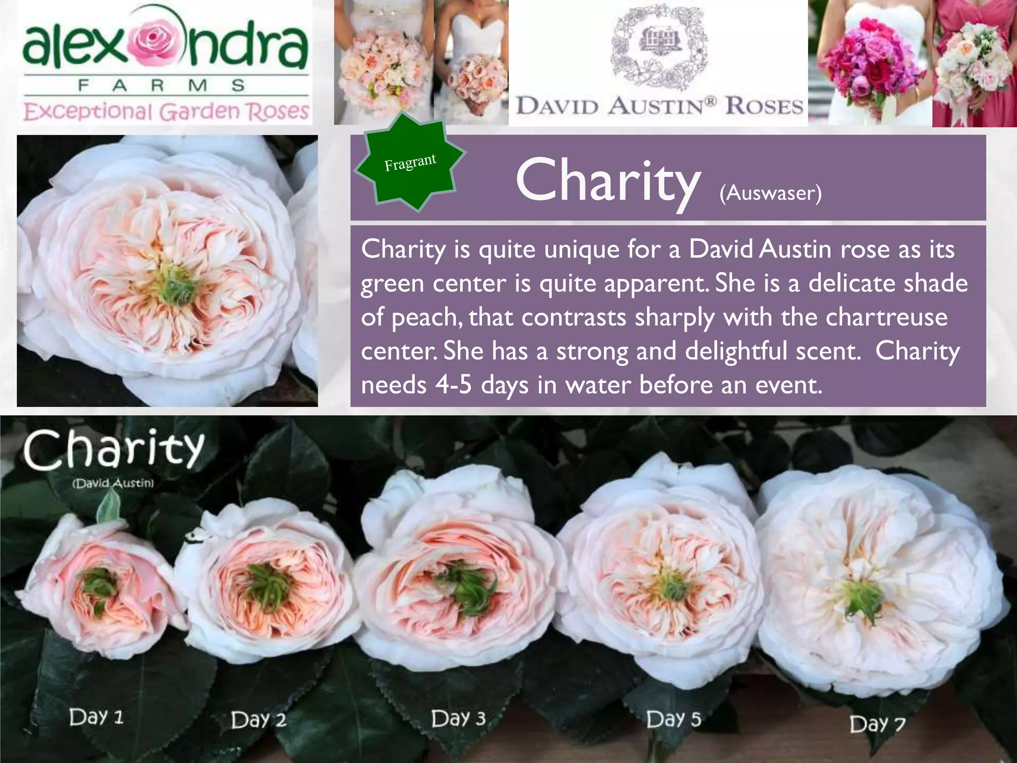 Wedding Garden Rose Guide 2015 | PPT