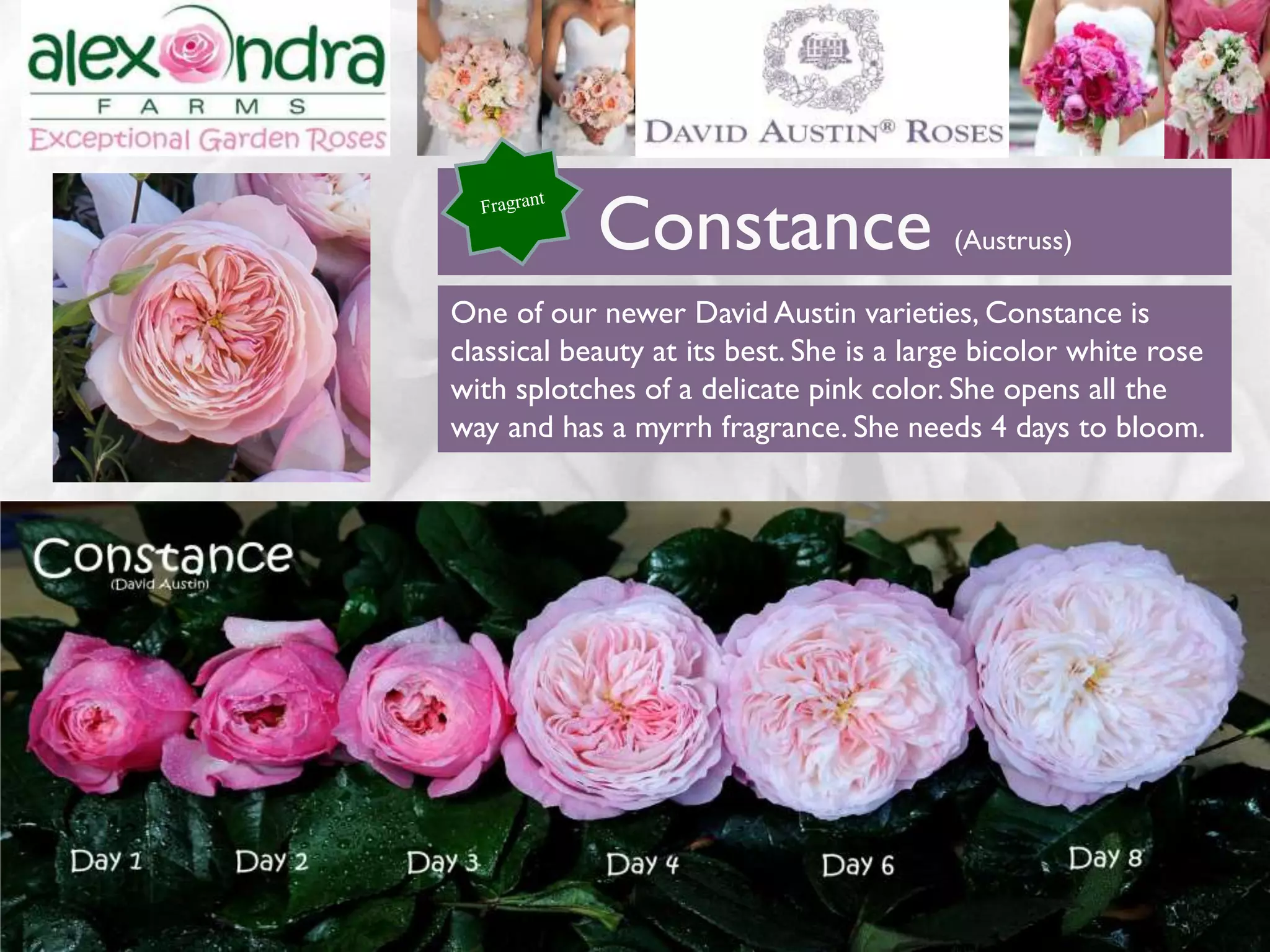 Wedding Garden Rose Guide 2015 | PPT