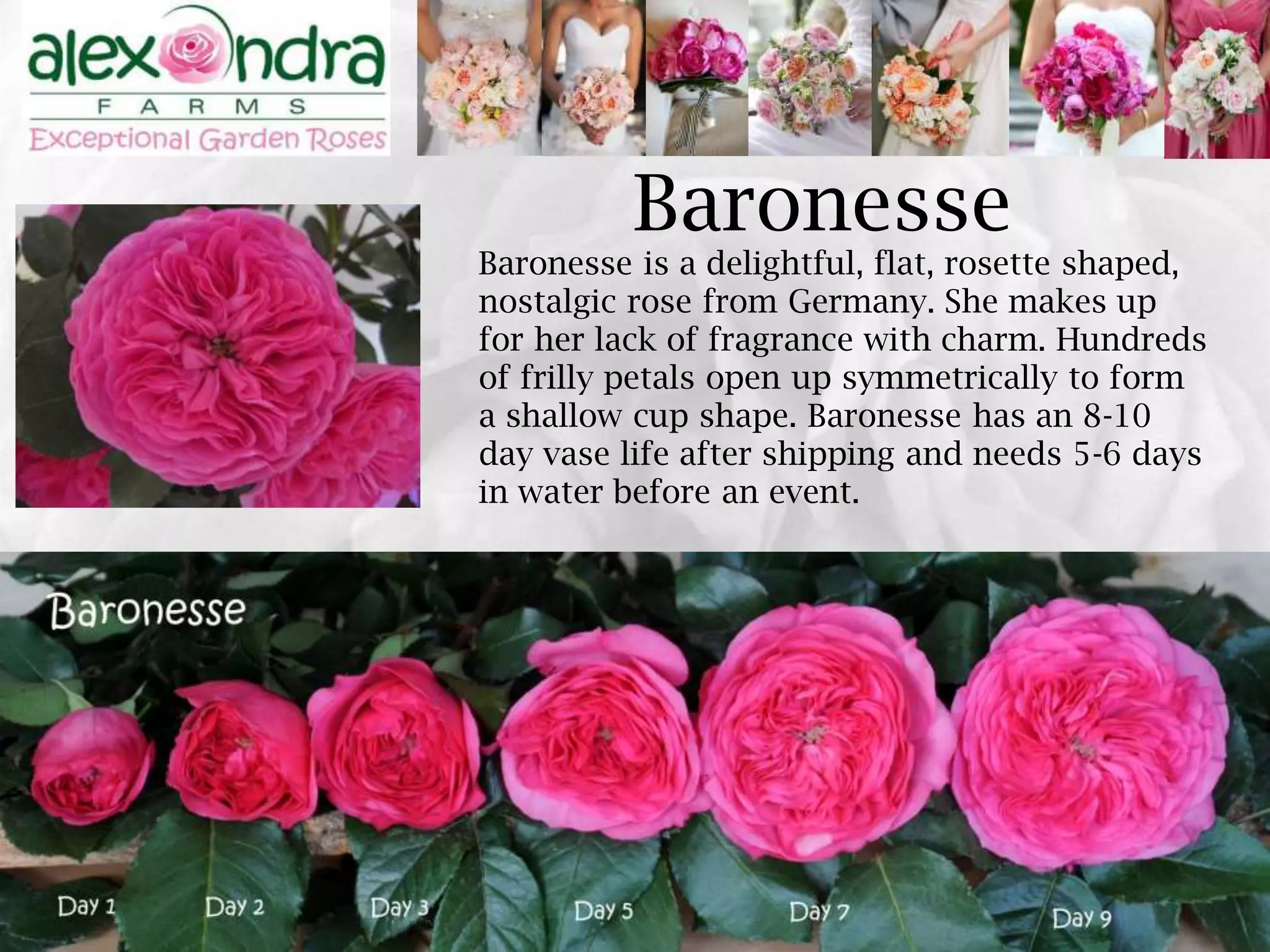 Wedding Garden Rose Guide 2015