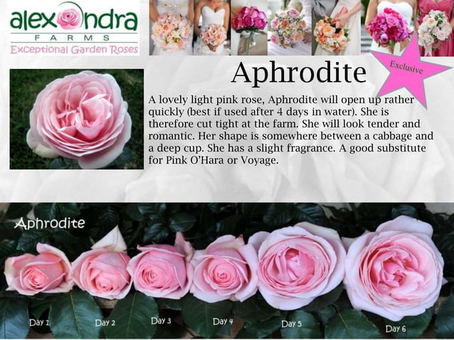 Wedding Garden Rose Guide 2015 | PPT