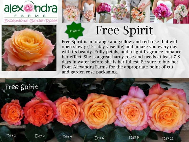Wedding Garden Rose Guide 2015 | PPT