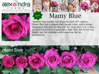 Wedding Garden Rose Guide 2015 | PPT