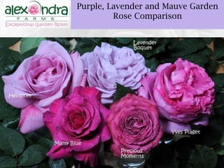 Wedding Garden Rose Guide 2015 | PPT