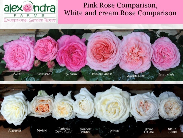 Alexandra Farms garden roses Wedding guide 2015