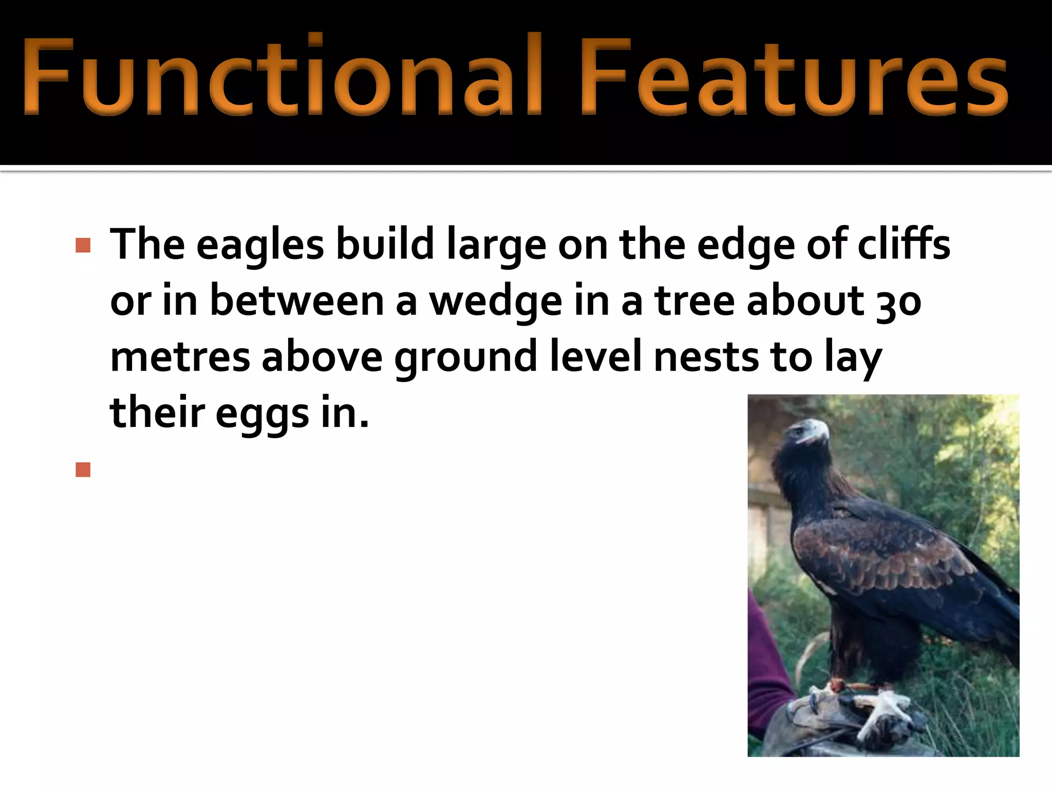 Wedge-tailed eagle | PPTX