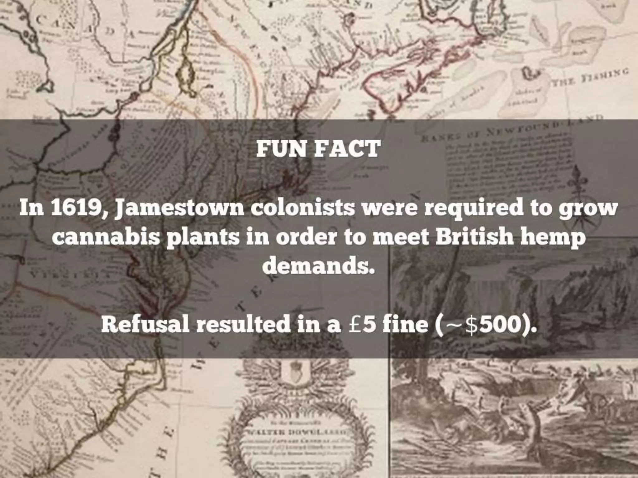 Weed 101 : A Beginner's Guide to Cannabis | PPTX