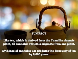 Weed 101 : A Beginner's Guide to Cannabis | PPTX