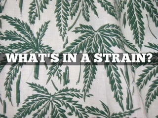 Weed 101 : A Beginner's Guide to Cannabis | PPTX