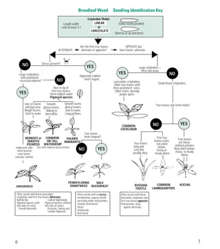 Weed Id | PDF