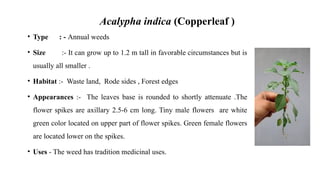 Weed . identification. Technology subject | PPTX