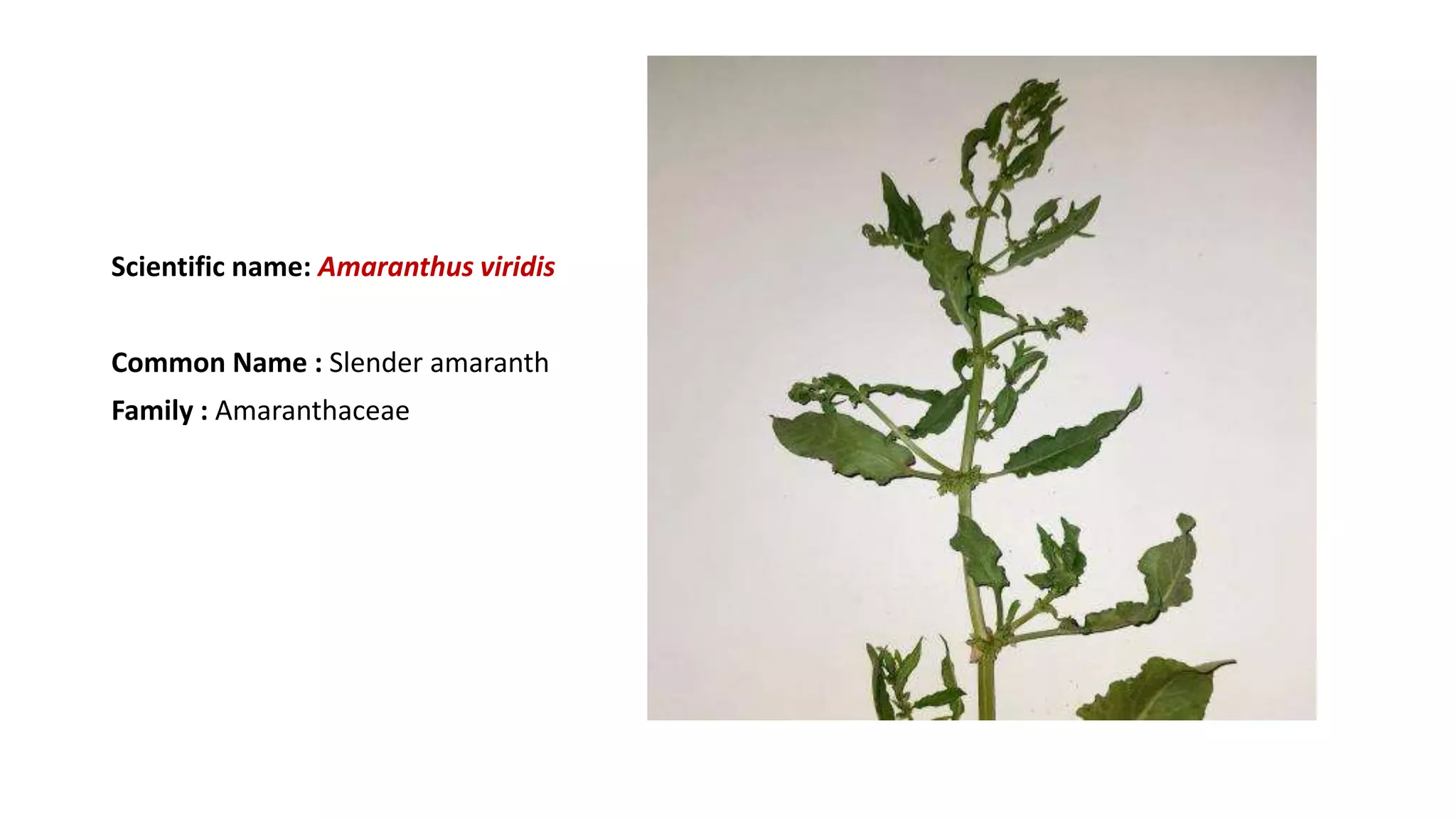 weed album | PPTX