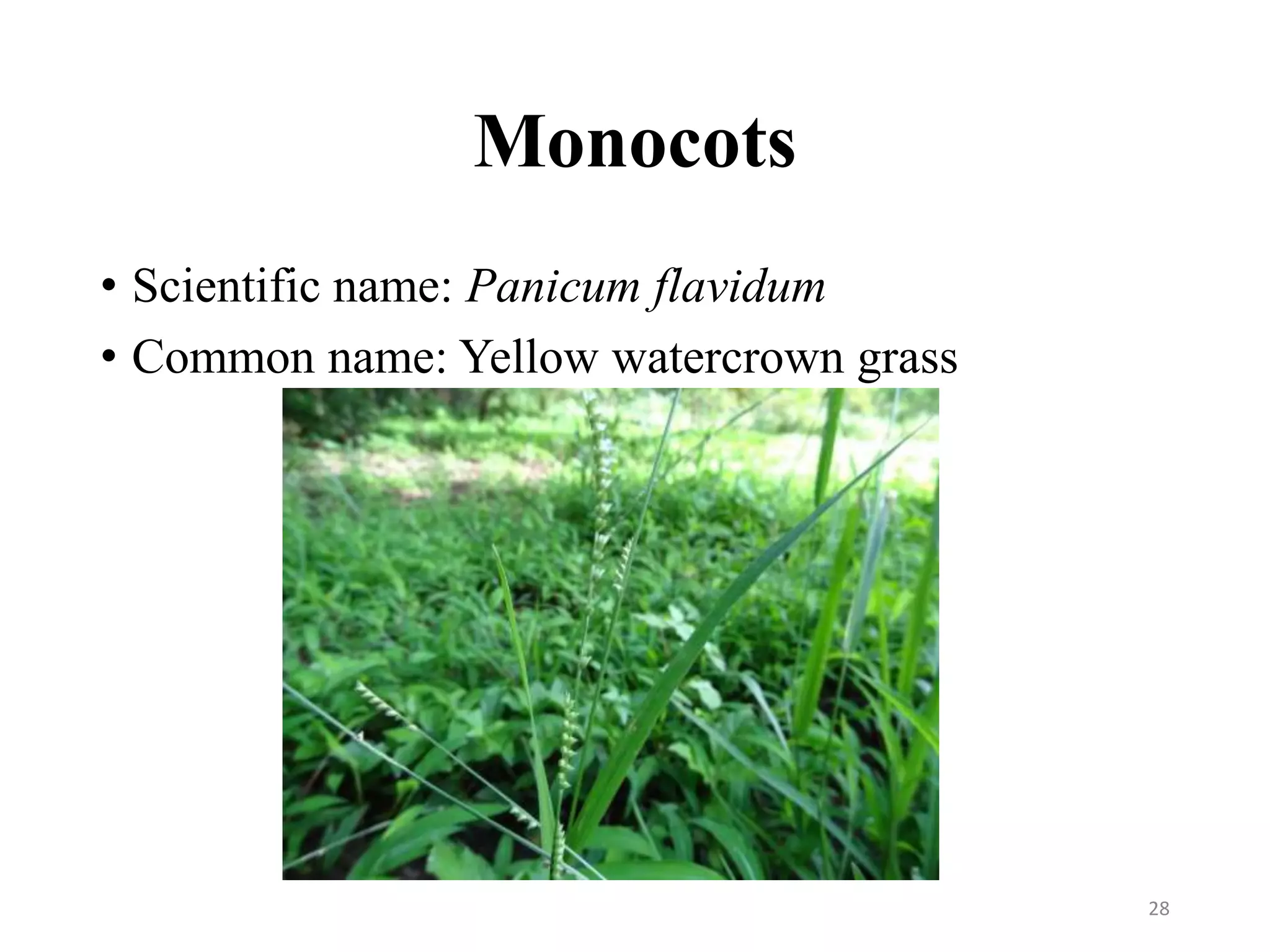 Weed Biology.pptx