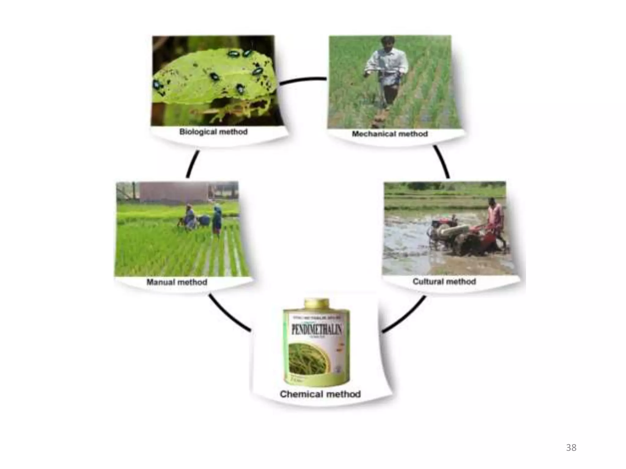 Weed Biology.pptx
