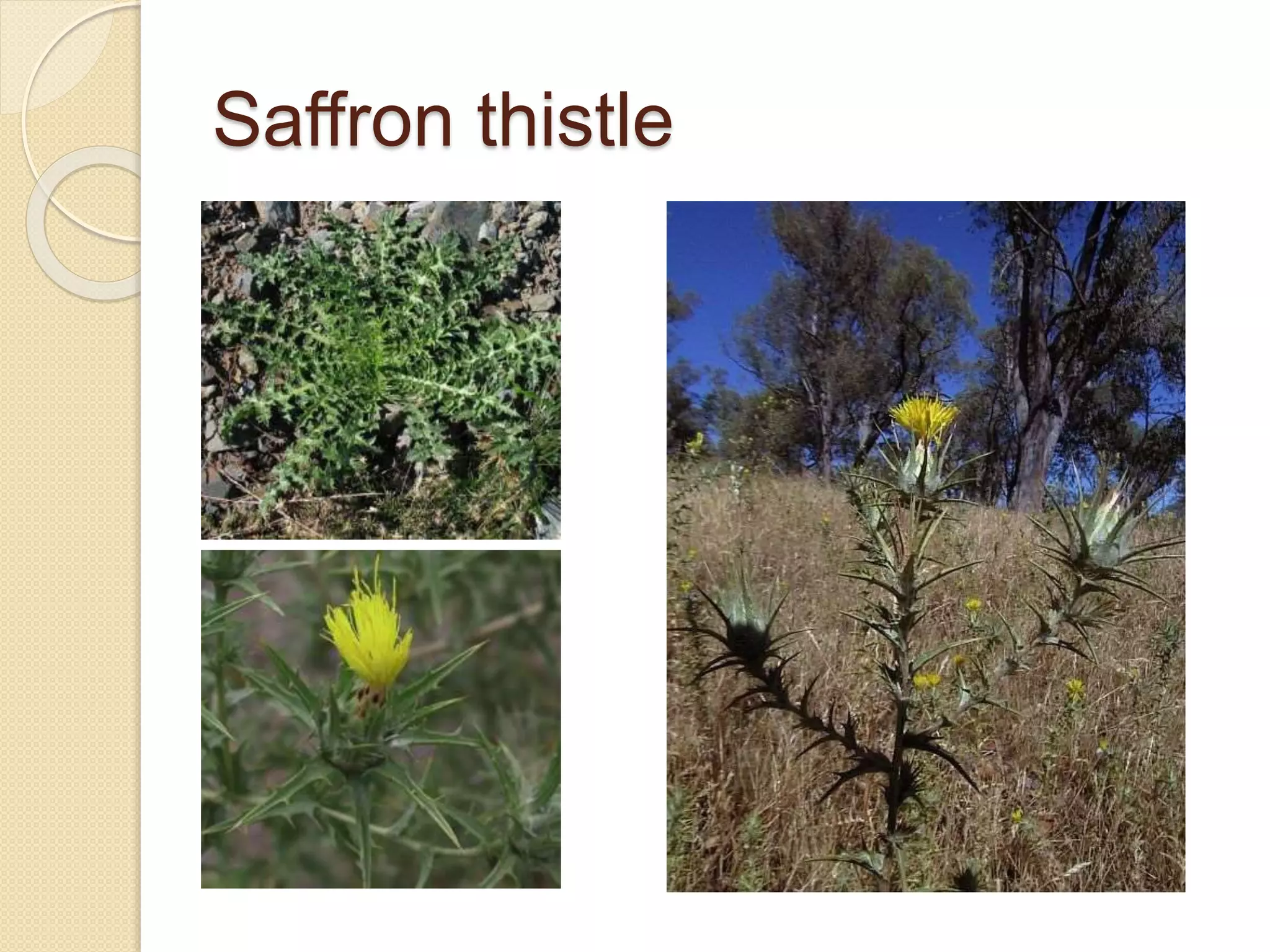 Weed classification for Primary Industries | PPT