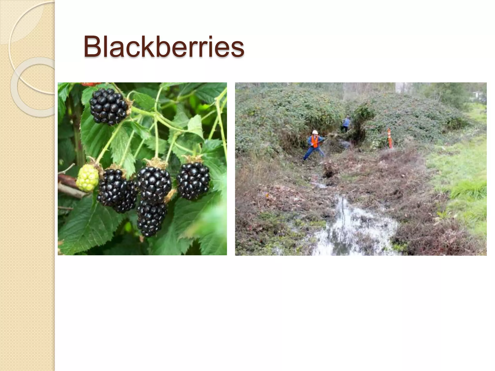 Weed classification for Primary Industries | PPT