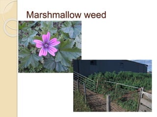 Weed classification for Primary Industries | PPT