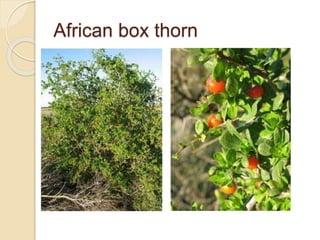 Weed classification for Primary Industries | PPT