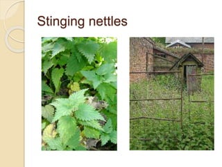 Weed classification for Primary Industries | PPT