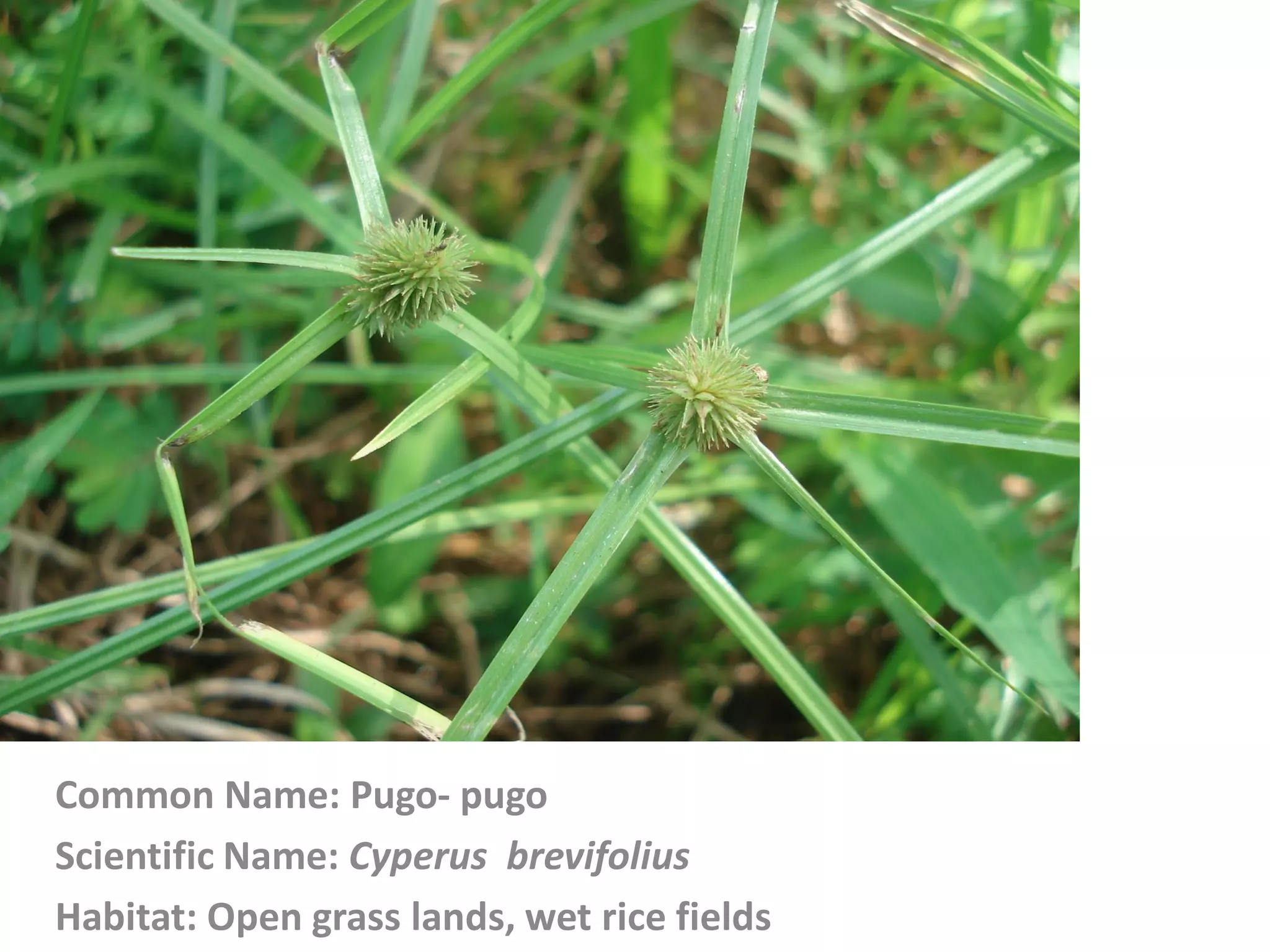 Weed Collection - Copy.pdf