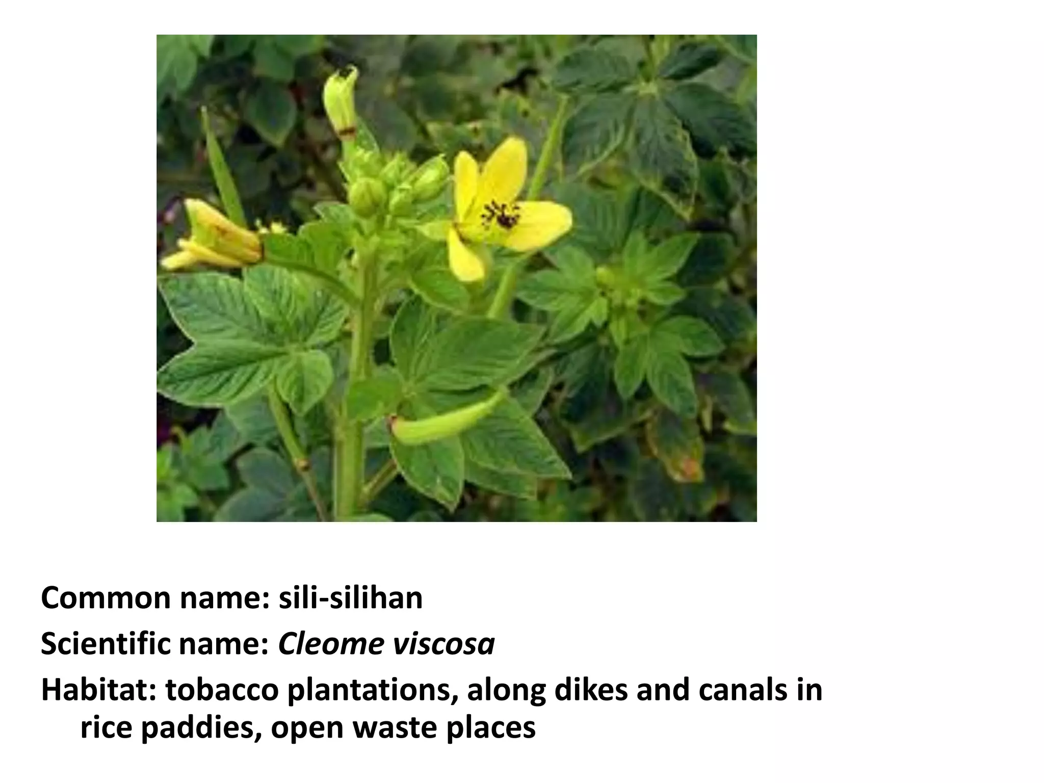 Weed Collection - Copy.pdf