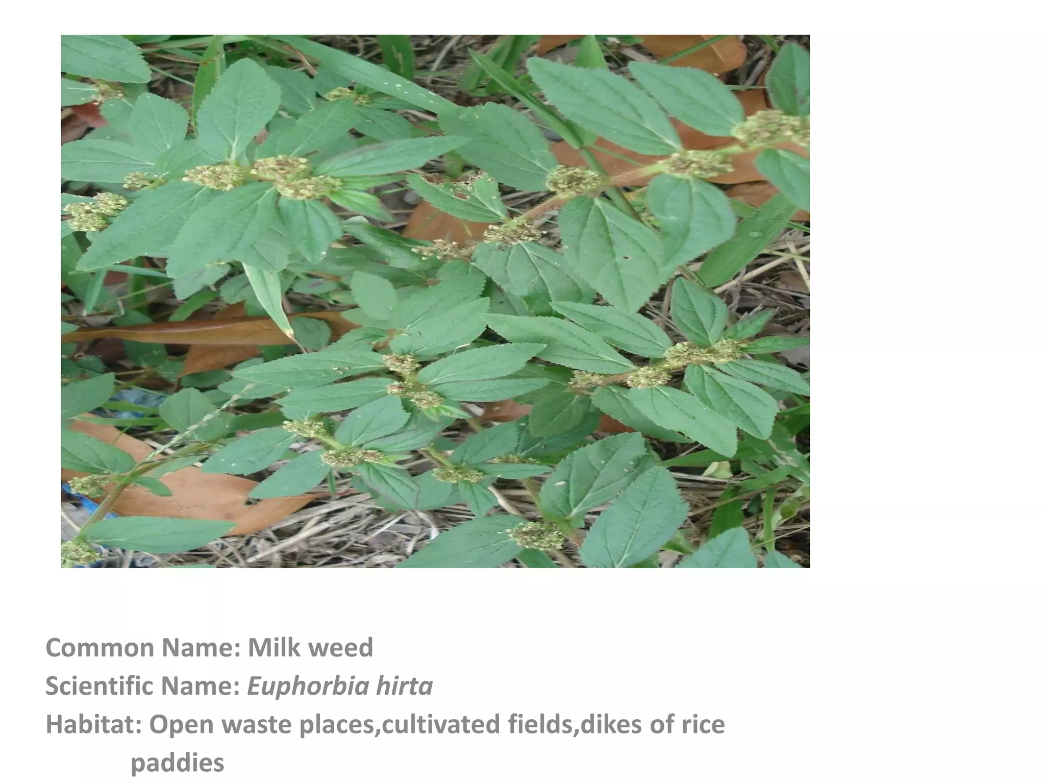 Weed Collection - Copy.pdf