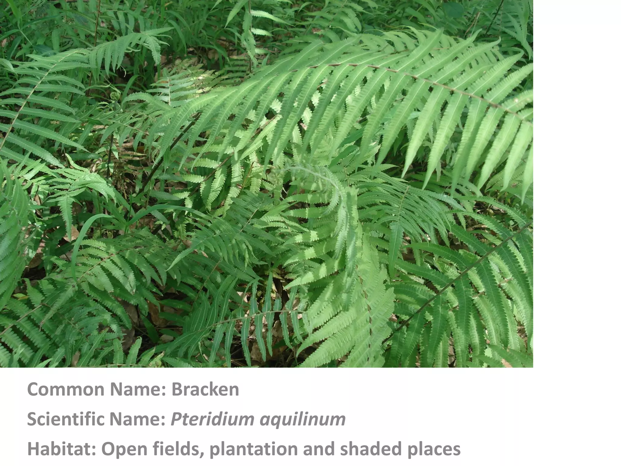 Weed Collection - Copy.pdf