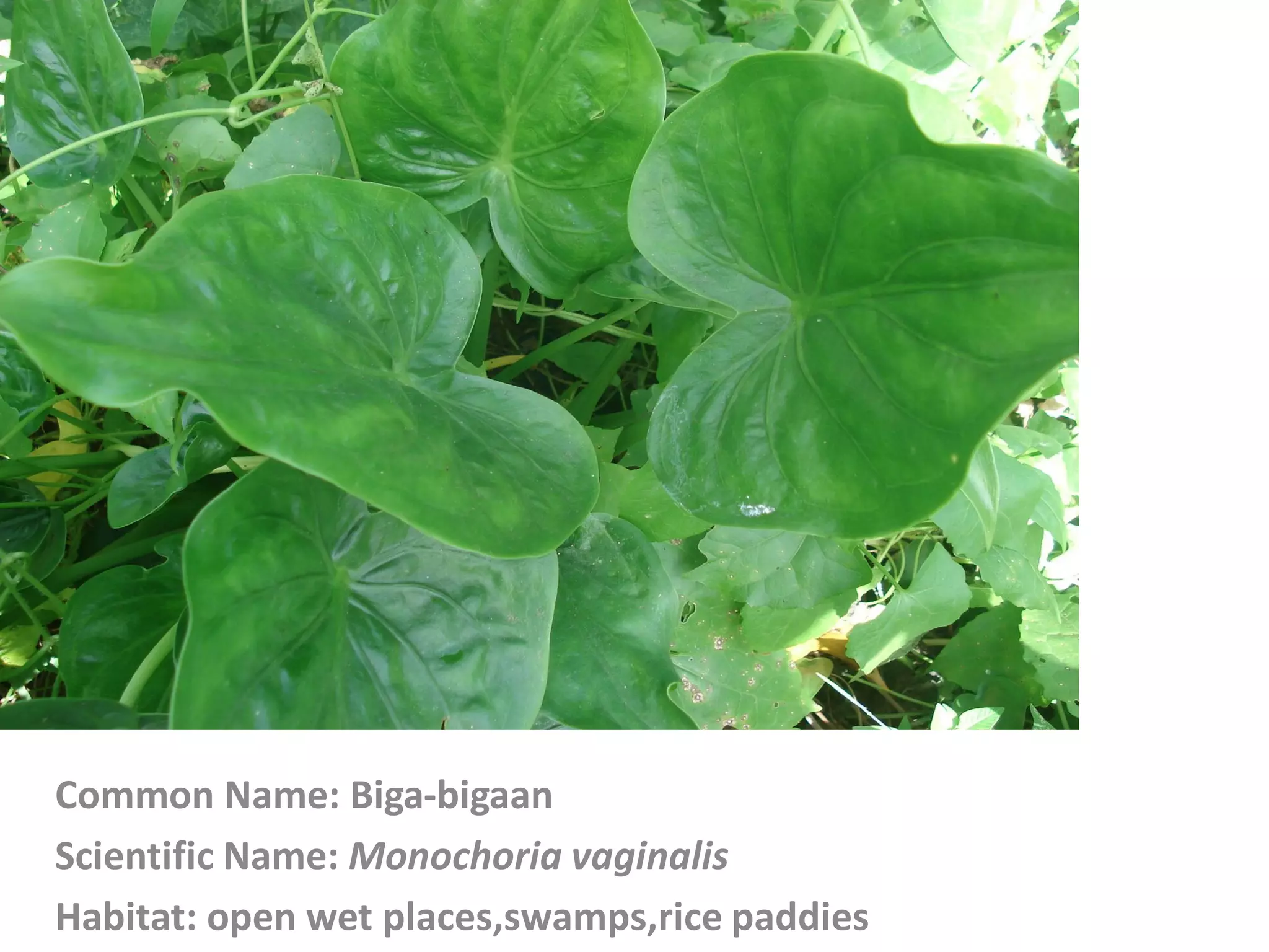 Weed Collection - Copy.pdf