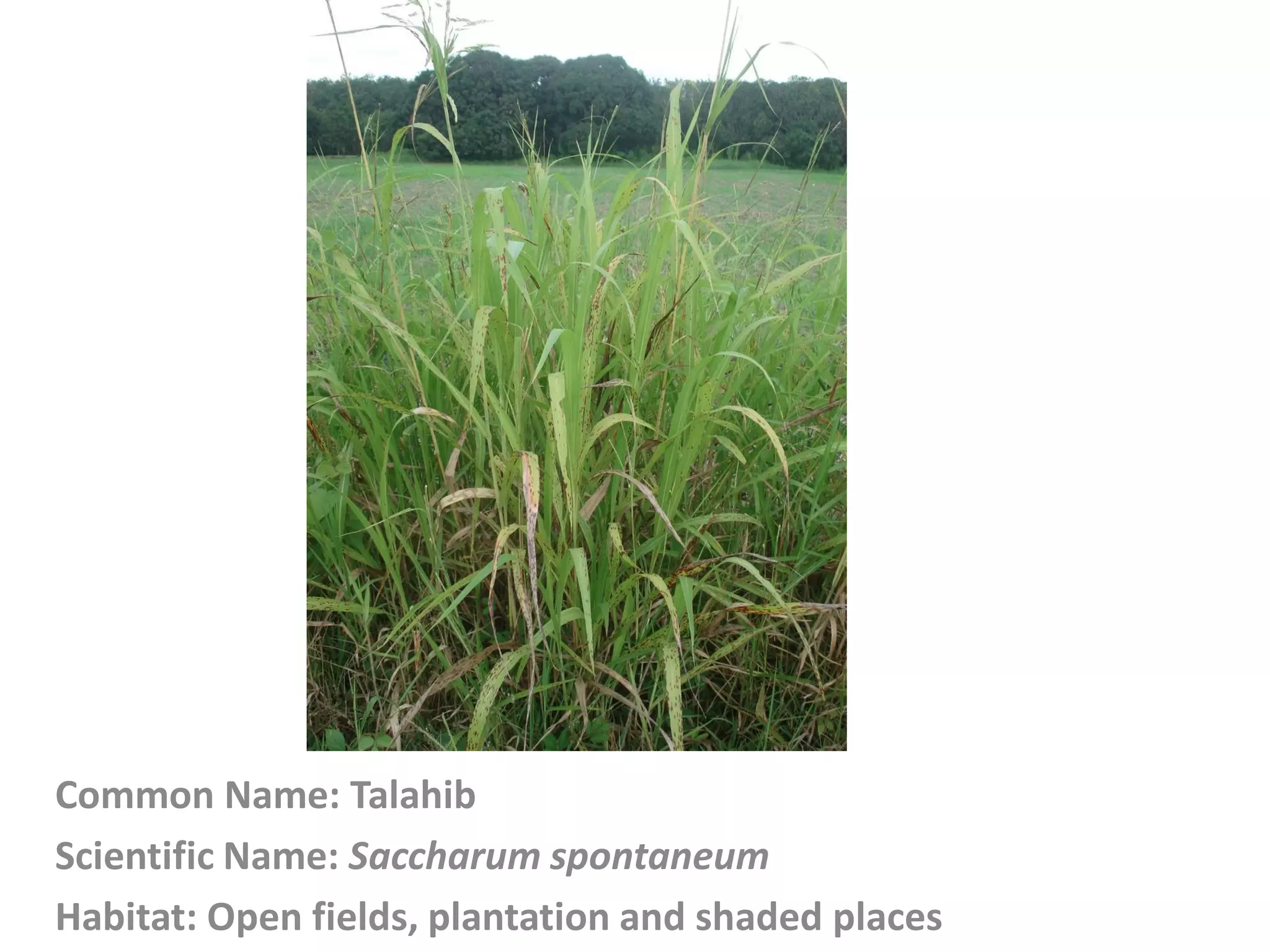 Weed Collection - Copy.pdf