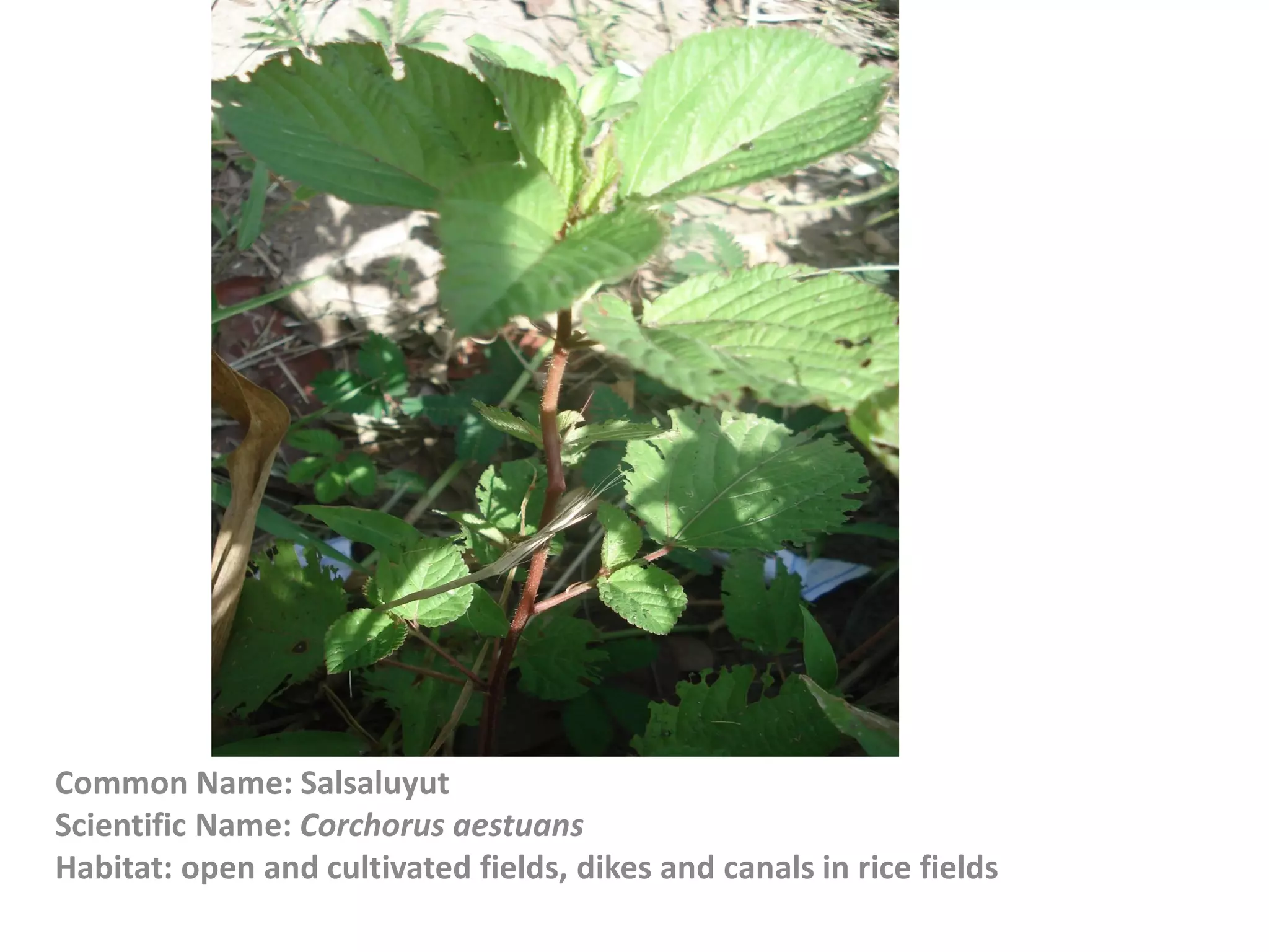 Weed Collection - Copy.pdf