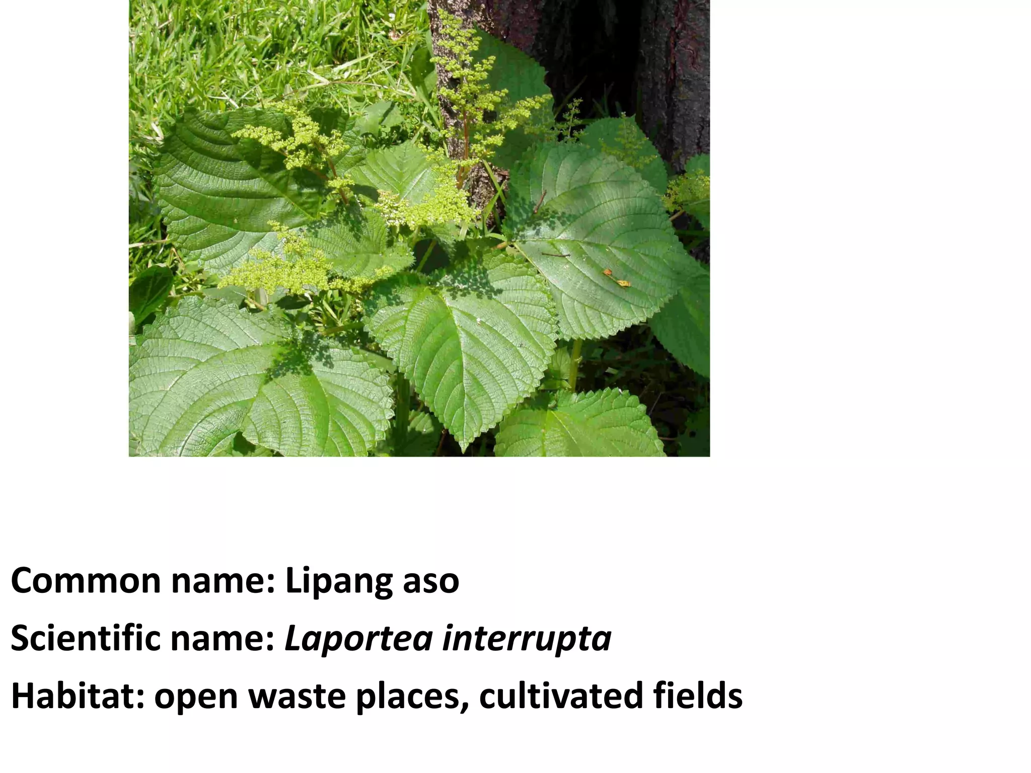 Weed Collection - Copy.pdf