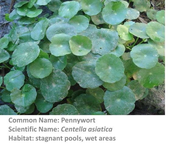 Weed Collection - Copy.pdf | Gardening | Home & Garden