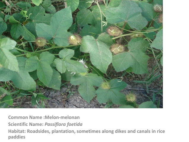 Weed Collection - Copy.pdf | Gardening | Home & Garden