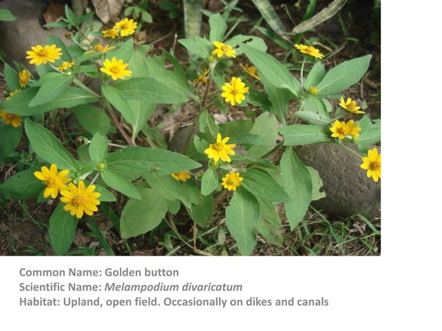 Weed Collection - Copy.pdf | Gardening | Home & Garden