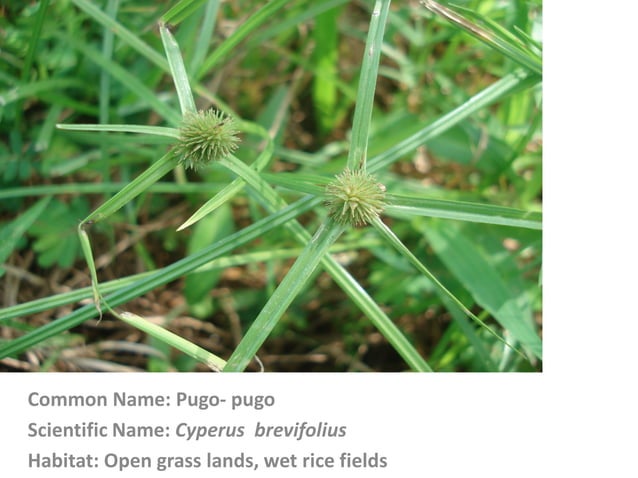 Weed Collection - Copy.pdf | Gardening | Home & Garden