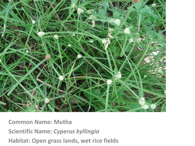 Weed Collection - Copy.pdf | Gardening | Home & Garden