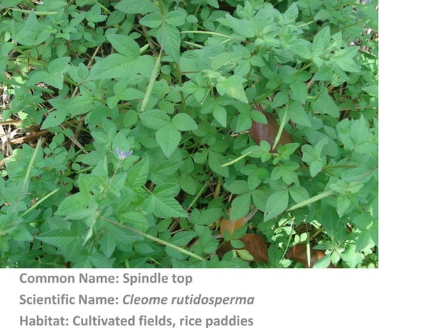 Weed Collection - Copy.pdf | Gardening | Home & Garden