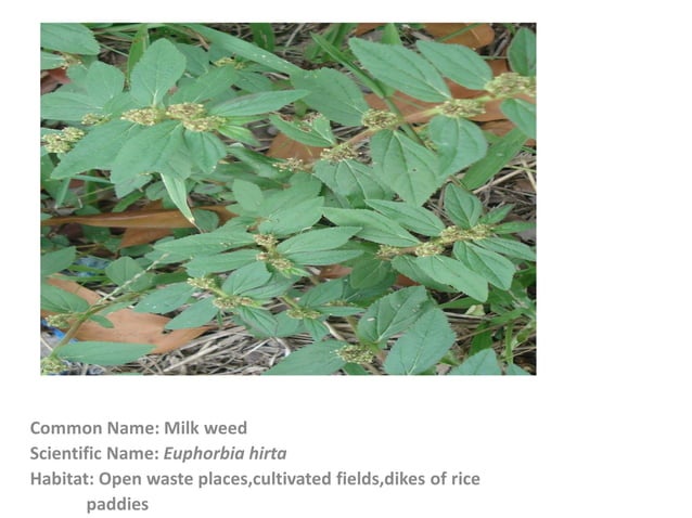 Weed Collection - Copy.pdf | Gardening | Home & Garden