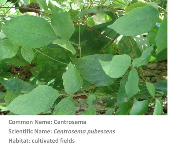 Weed Collection - Copy.pdf | Gardening | Home & Garden