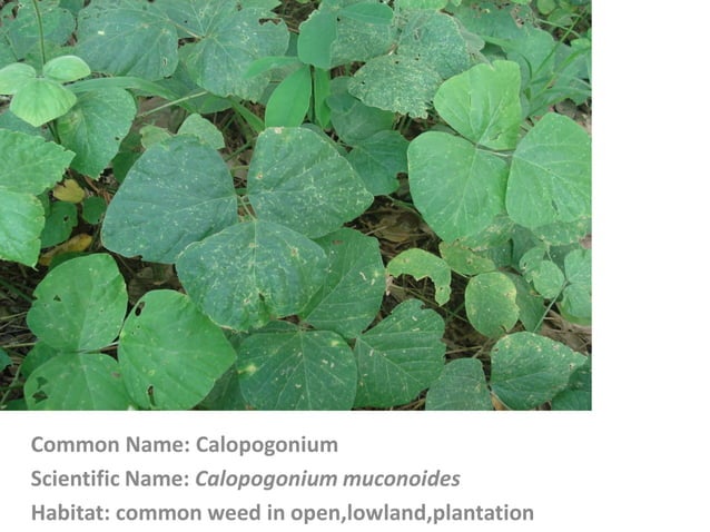 Weed Collection - Copy.pdf | Gardening | Home & Garden