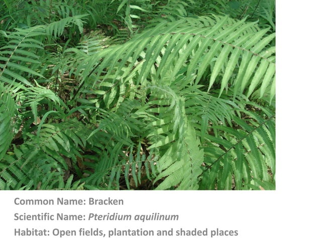 Weed Collection - Copy.pdf | Gardening | Home & Garden