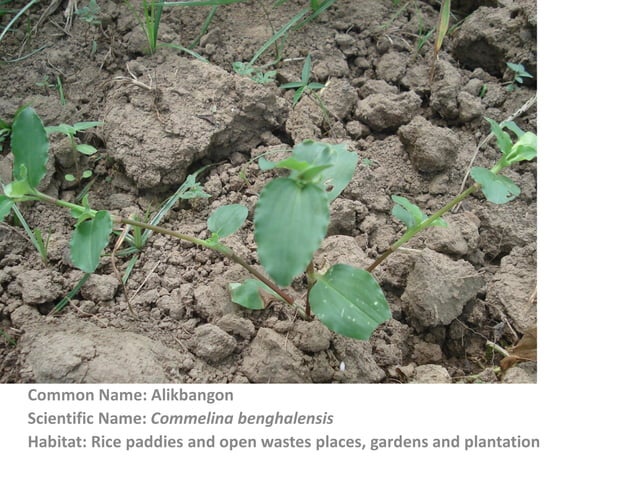 Weed Collection - Copy.pdf | Gardening | Home & Garden