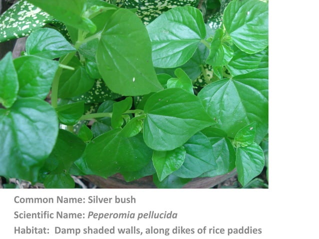 Weed Collection - Copy.pdf | Gardening | Home & Garden