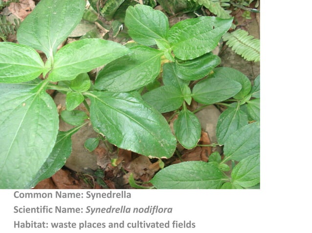 Weed Collection - Copy.pdf | Gardening | Home & Garden