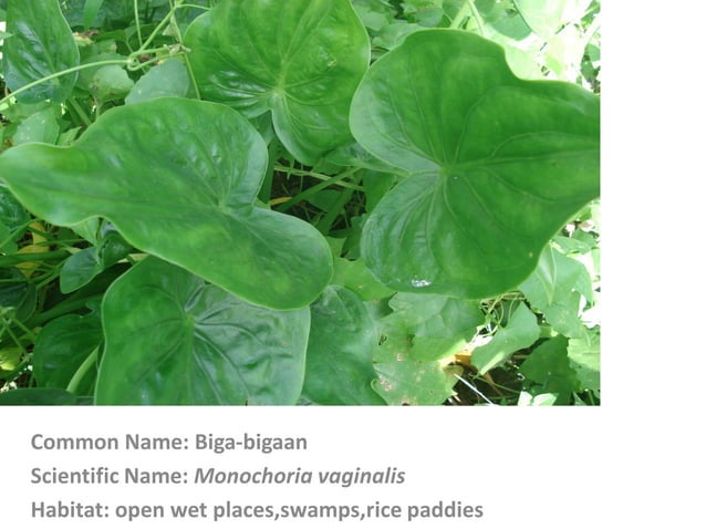 Weed Collection - Copy.pdf | Gardening | Home & Garden