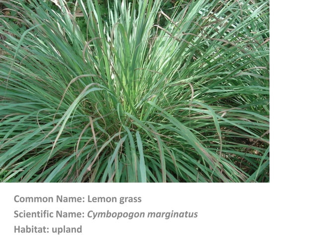 Weed Collection - Copy.pdf | Gardening | Home & Garden