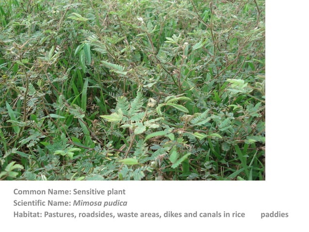 Weed Collection - Copy.pdf | Gardening | Home & Garden